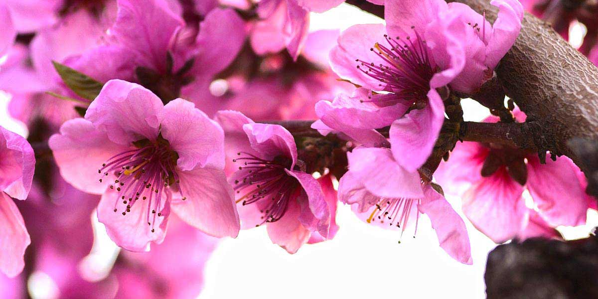 Il pesco: un albero per la primavera - Innocenti & Mangoni piante