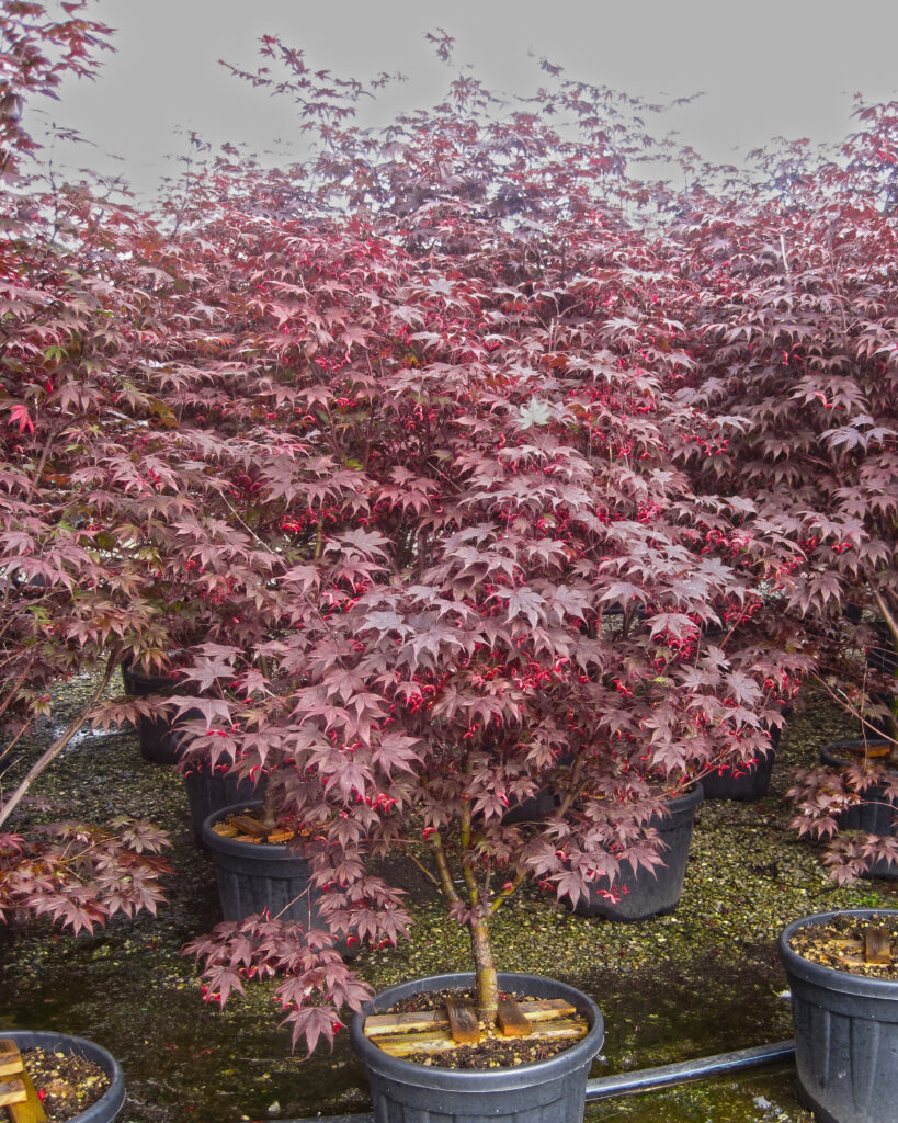 Acer Palmatum Bloodgood
