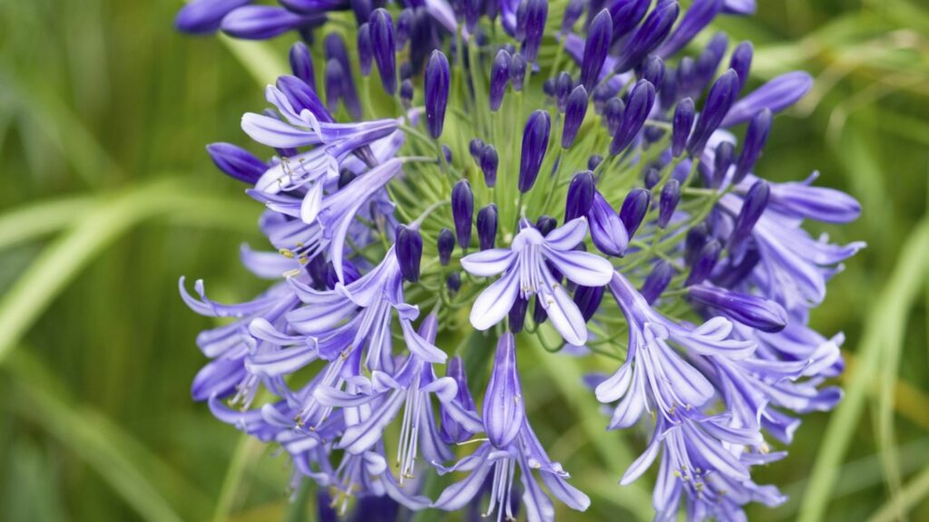 AGAPANTHUS 'Jack's Blue'