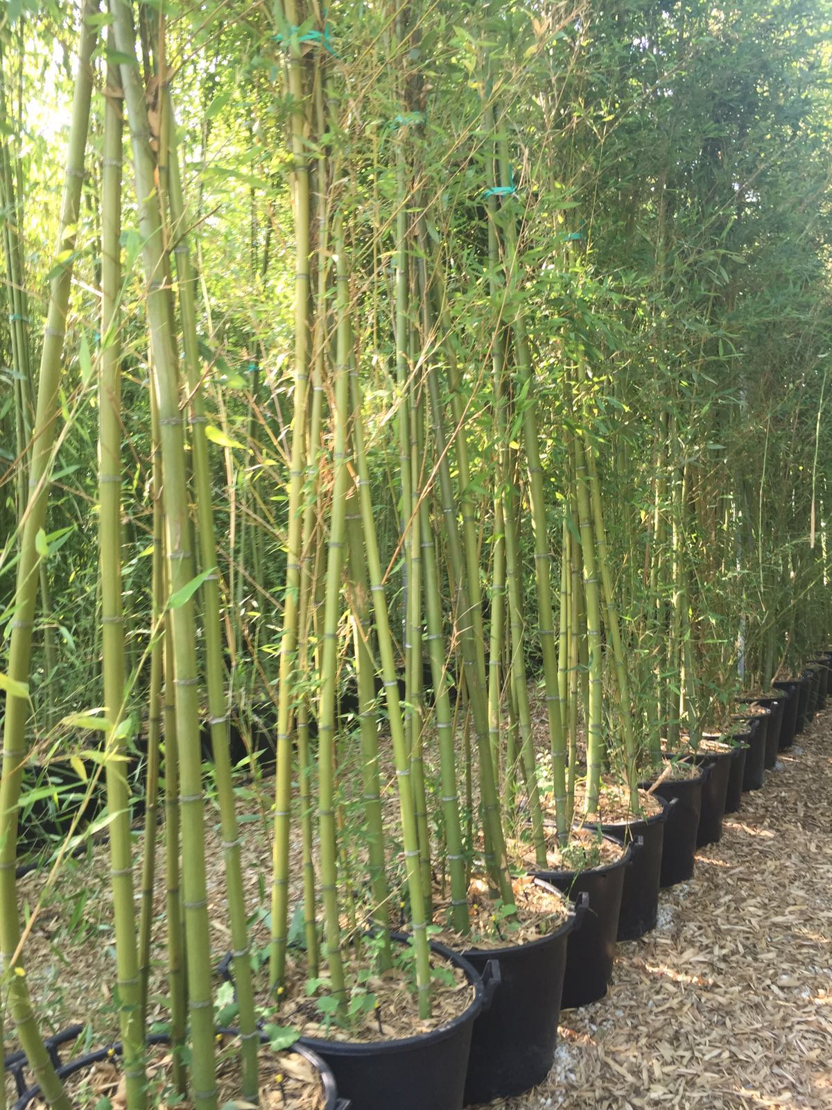 BAMBUSA Phyllostachys mitis