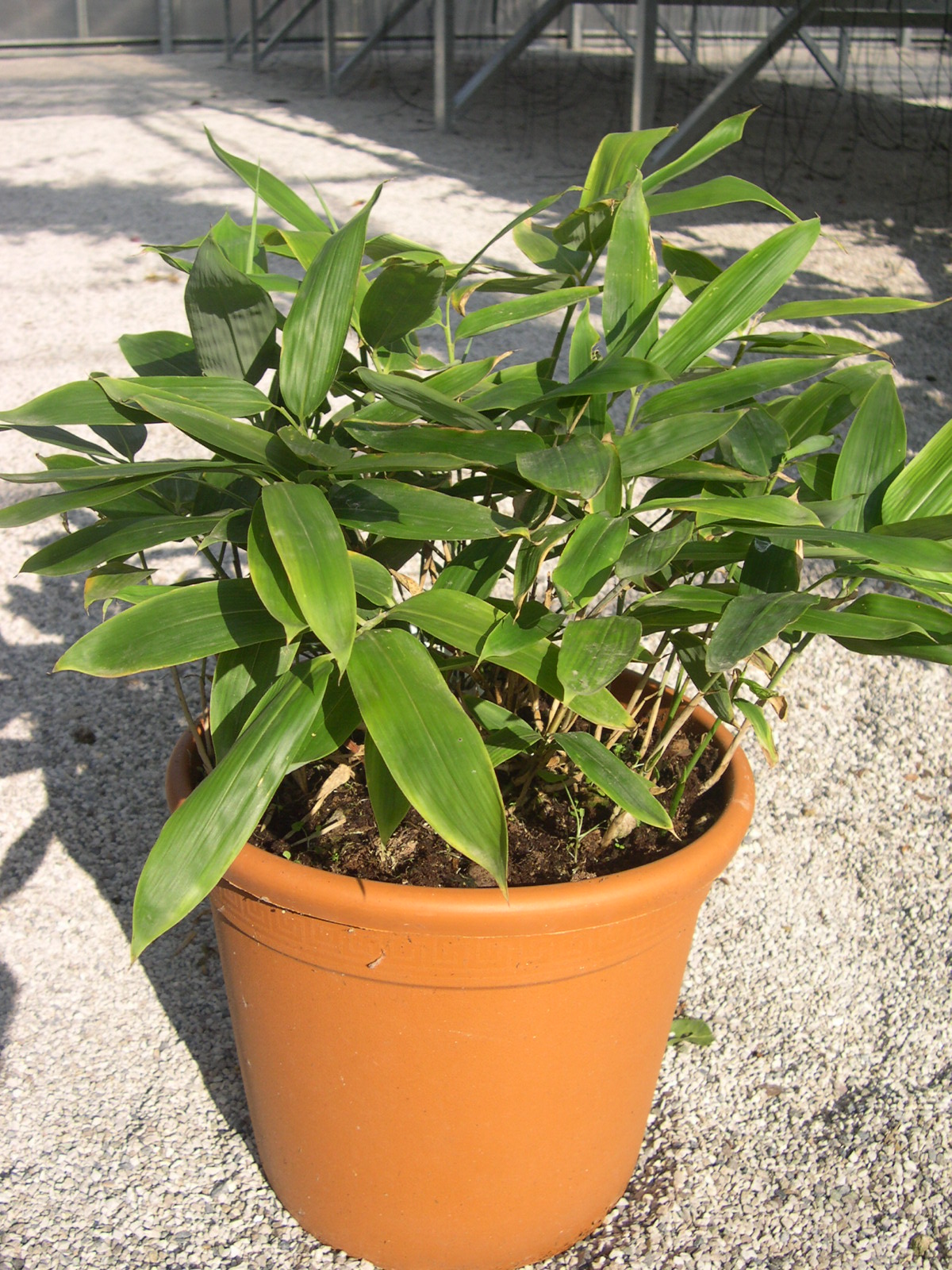 BAMBUSA 'Sasa Veitchii'