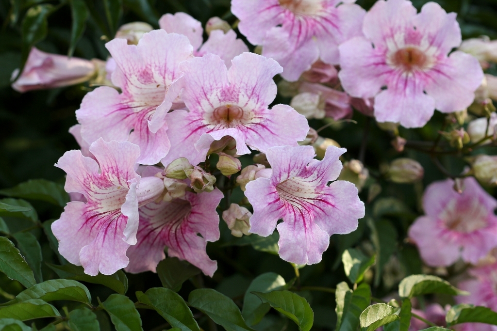 BIGNONIA 'Contessa Sara'