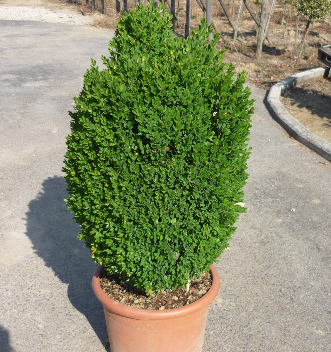 BUXUS sempervirens 'Suffruticosa'