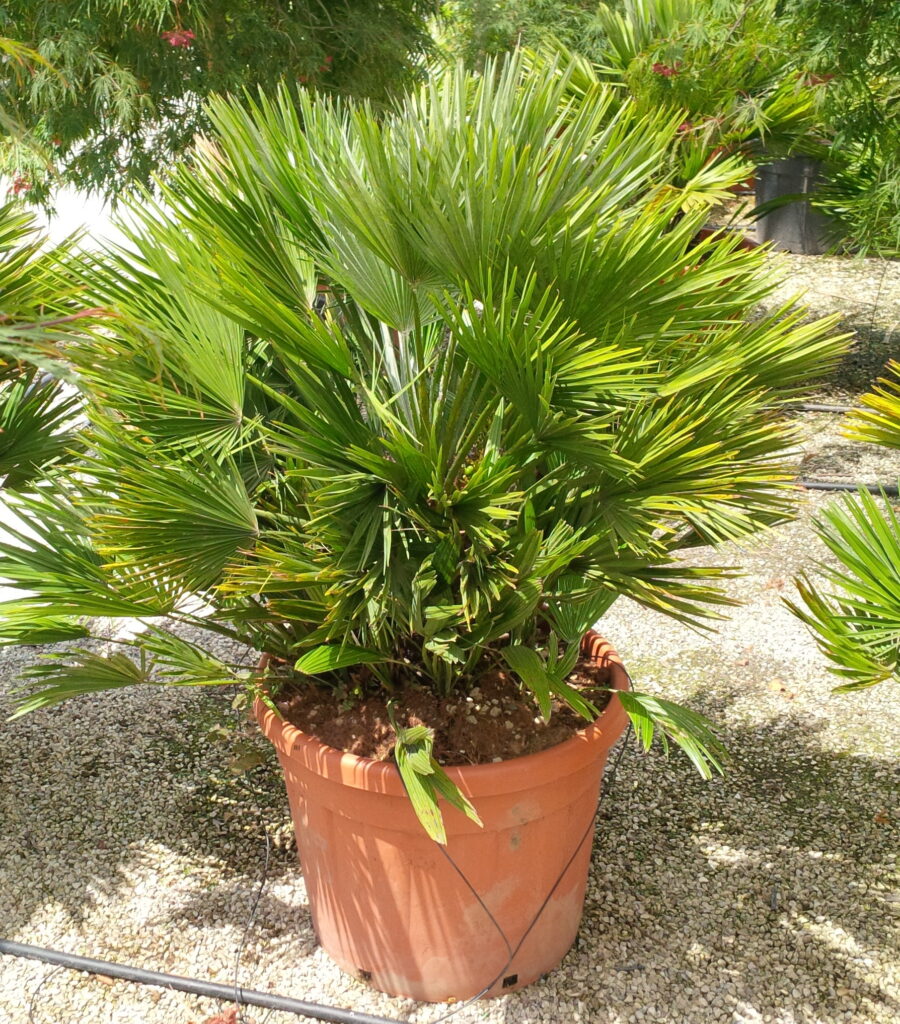 CHAMAEROPS humilis 'Compacta'