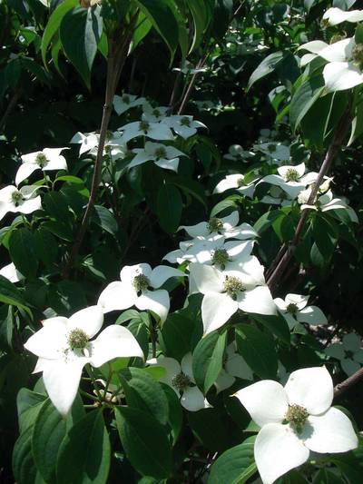CORNUS kousa 'Milky Way'