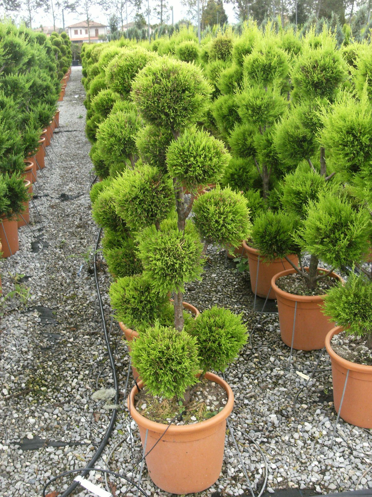 Cupressus Macrocarpa Goldcrest Rhs