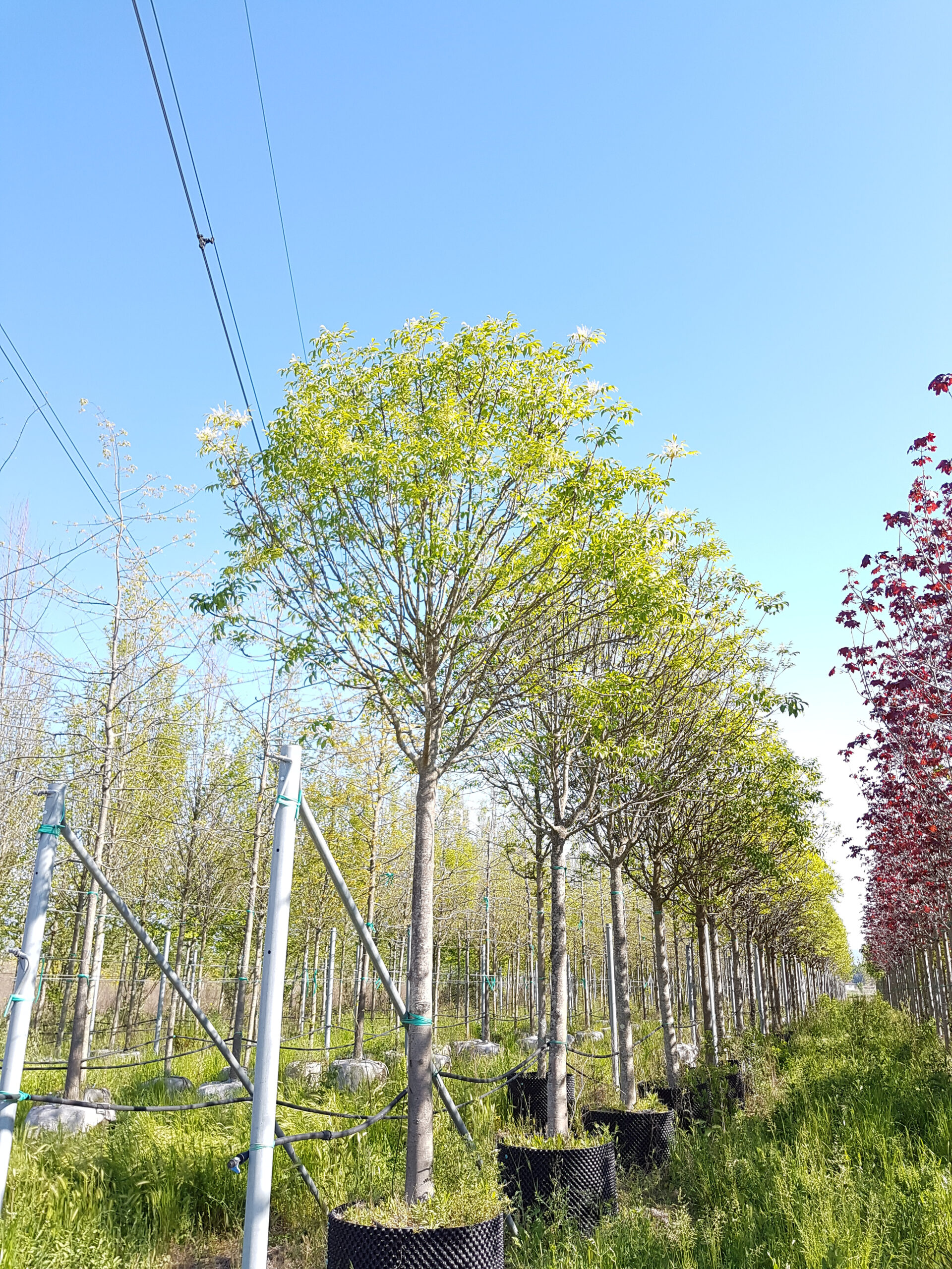Fruta Fraxinus Ornus Fraxinus Ornus 'Meczek' Designer™ Flowering