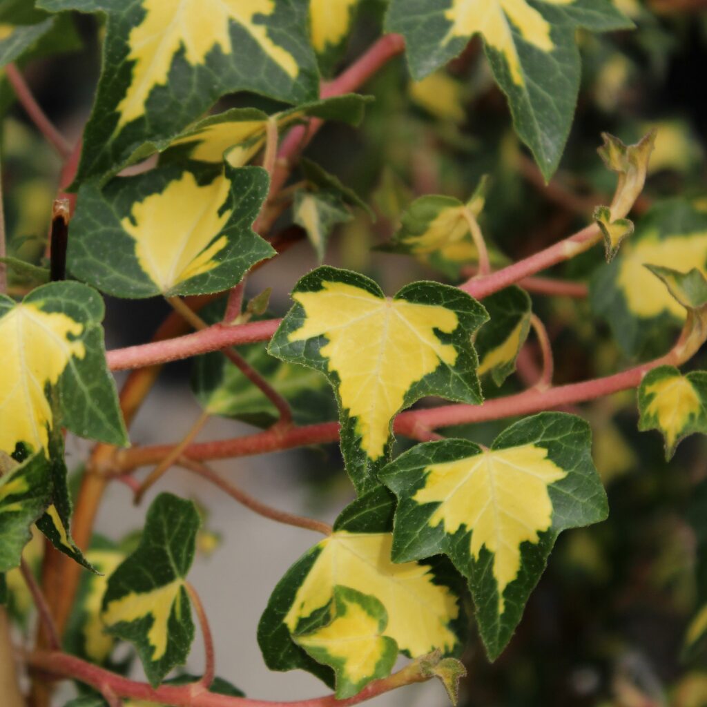 HEDERA helix 'Goldheart'