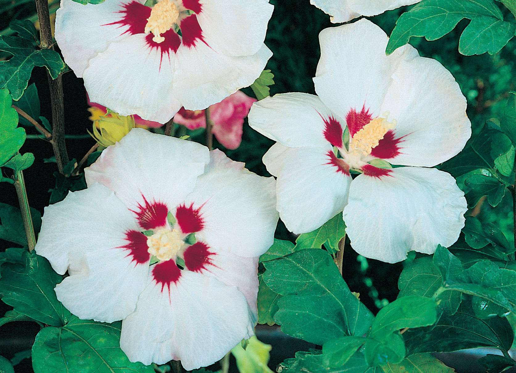 Hibiscus Syriacus Hibiscus Syriacus