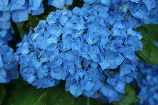 HYDRANGEA macrophylla 'Bela'