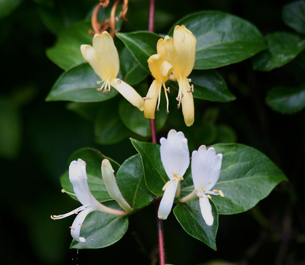 LONICERA japonica 'Halliana'
