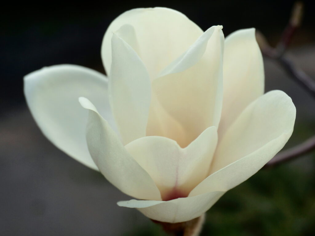 MAGNOLIA 'Yulan'