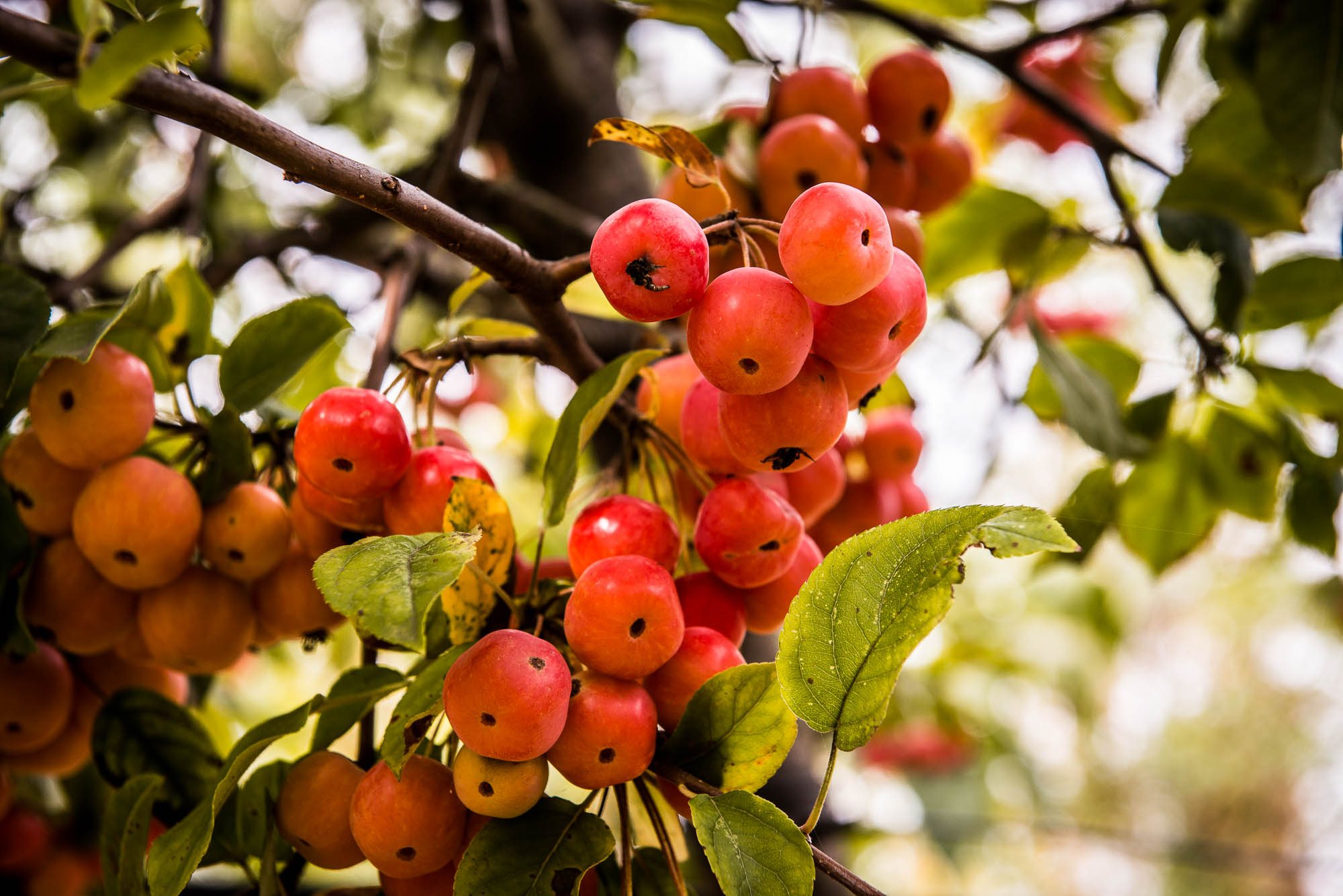 MALUS x robusta 'Red Sentinel' - Innocenti & Mangoni piante