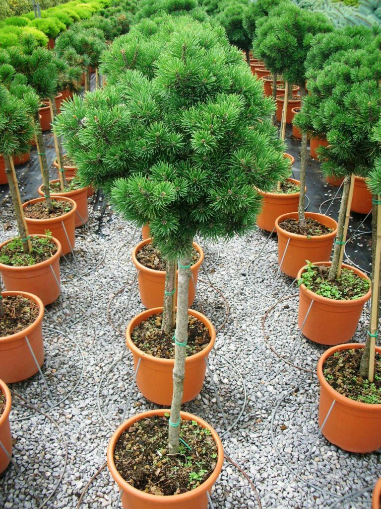 PINUS mugo 'Mops'