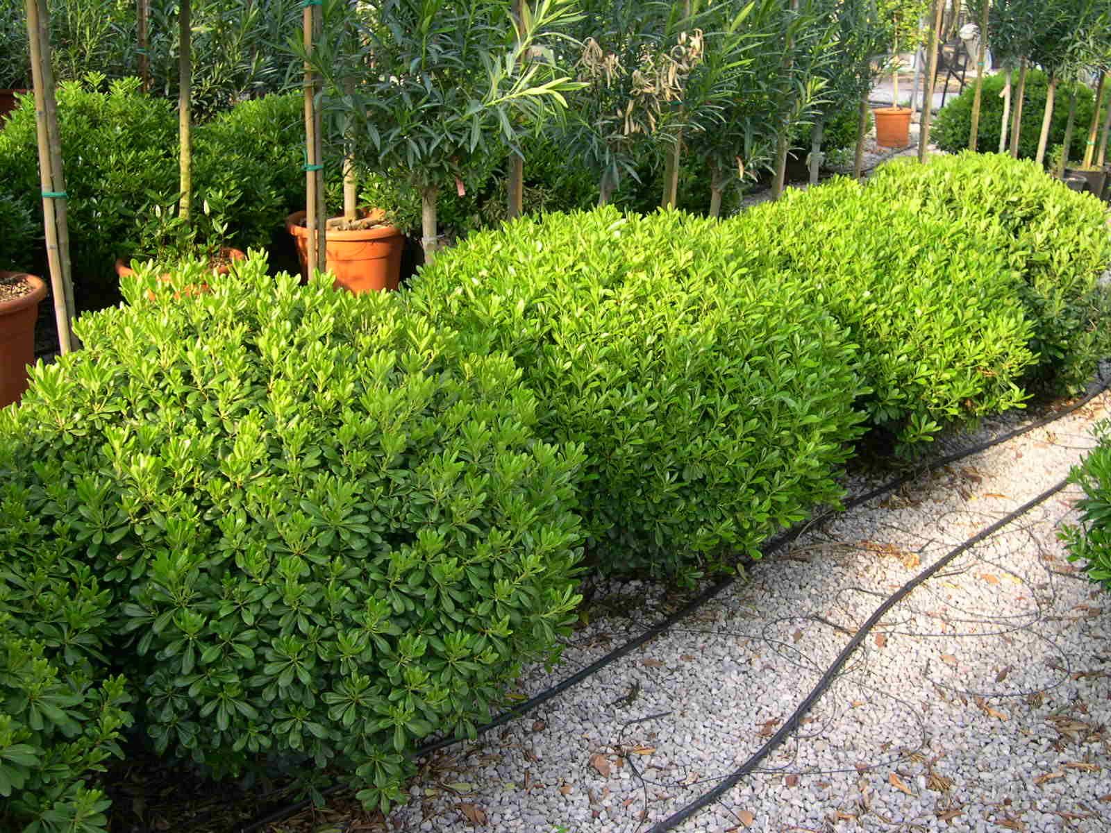PITTOSPORUM tobira 'Nanum'