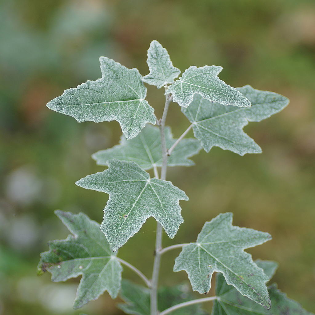 POPULUS alba