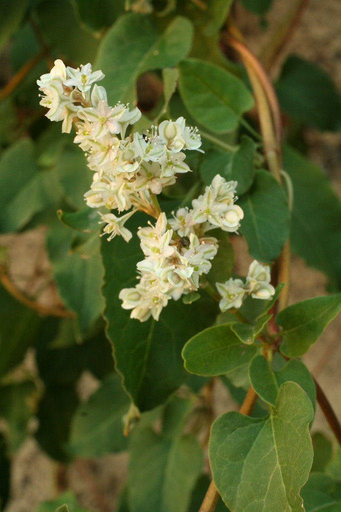 POLYGONUM baldschuanicum