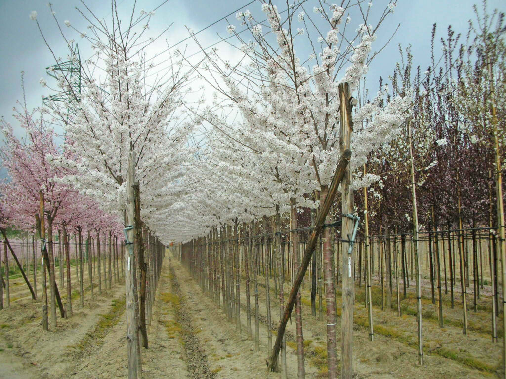 PRUNUS 'Umineko'