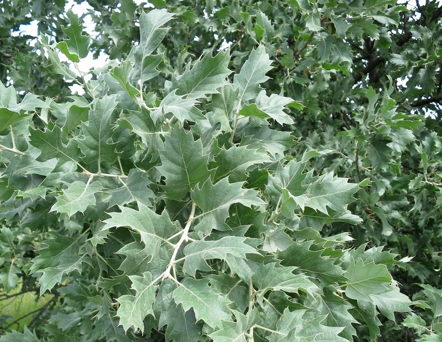 QUERCUS macrolepis 'Hemelrijk Silver'