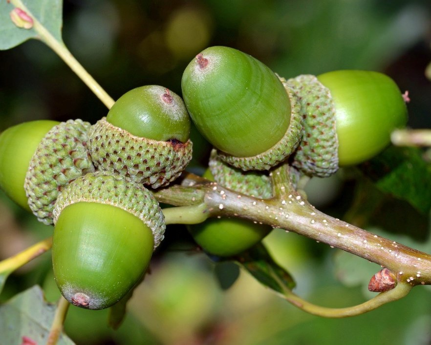 QUERCUS petraea