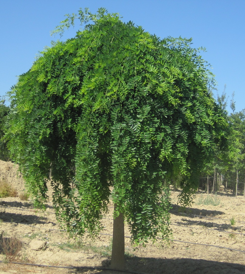 SOPHORA japonica 'Pendula'