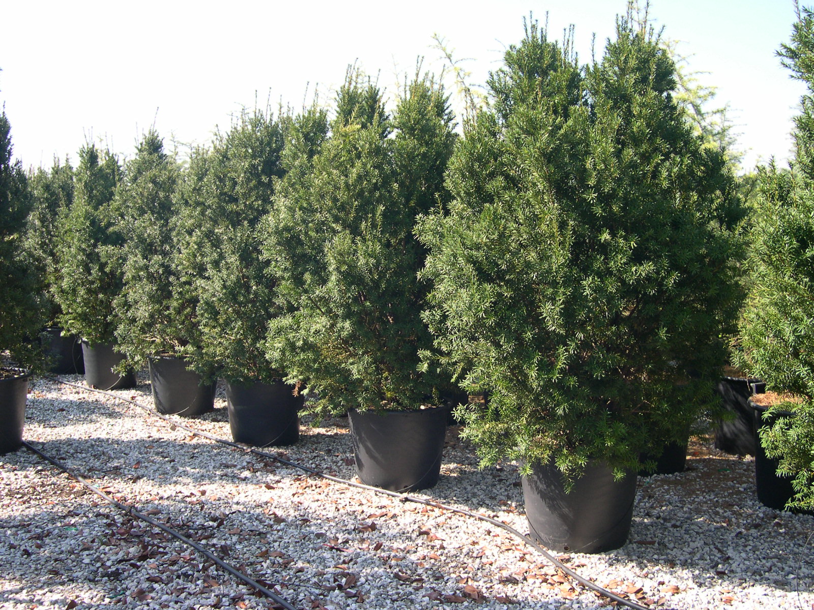 TAXUS x media 'Hicksii'