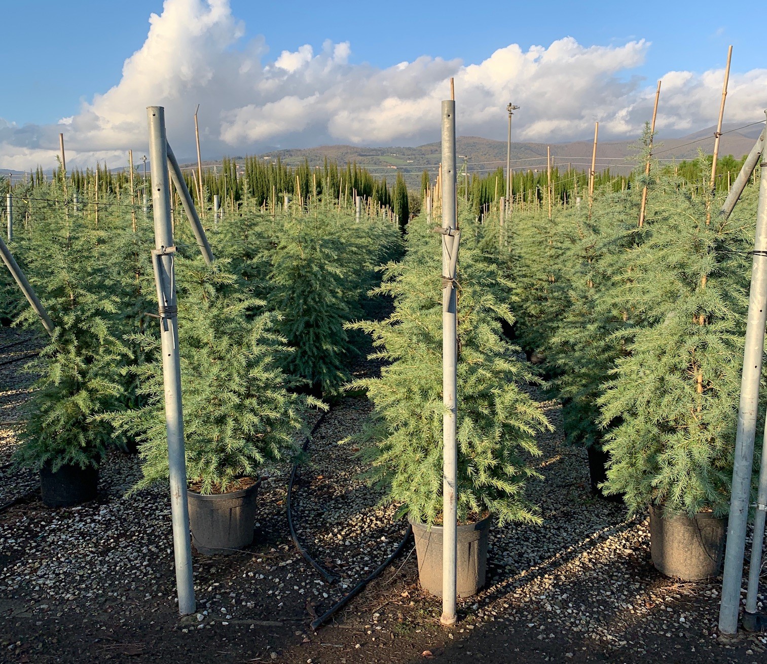 CEDRUS deodara 'Fastigiata'