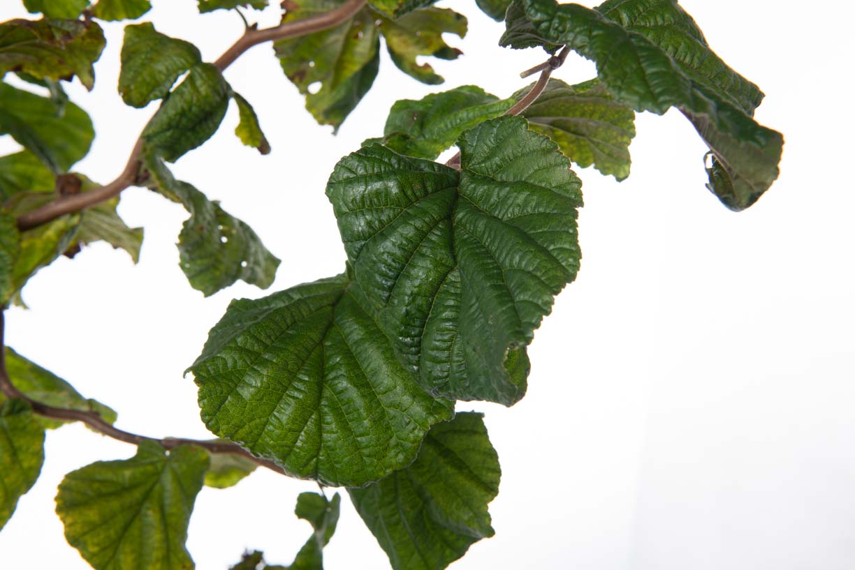 CORYLUS avellana 'Twister'