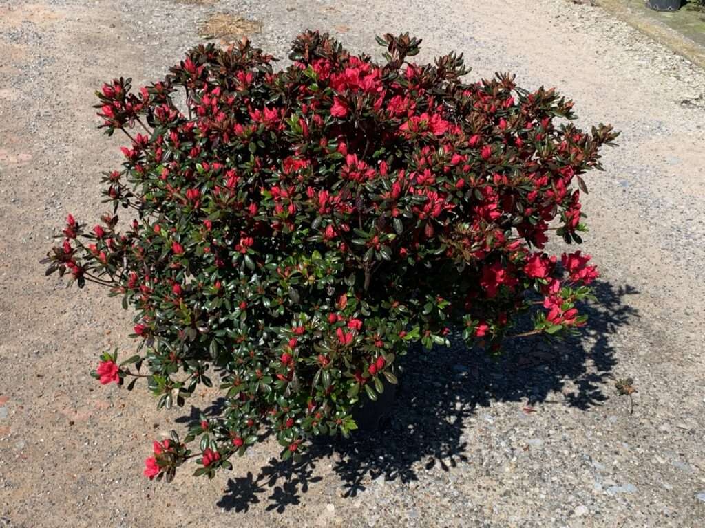 AZALEA japonica 'Kirin'