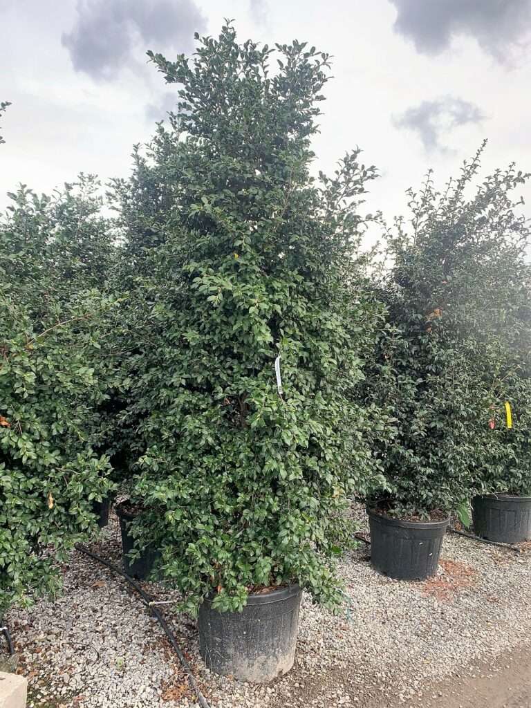 CAMELLIA sasanqua 'Maiden Blush'