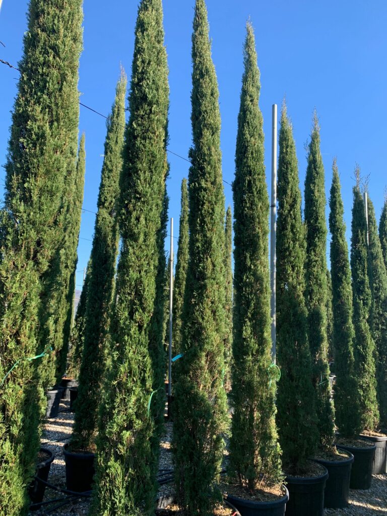 CUPRESSUS sempervirens 'Swane's Gold'
