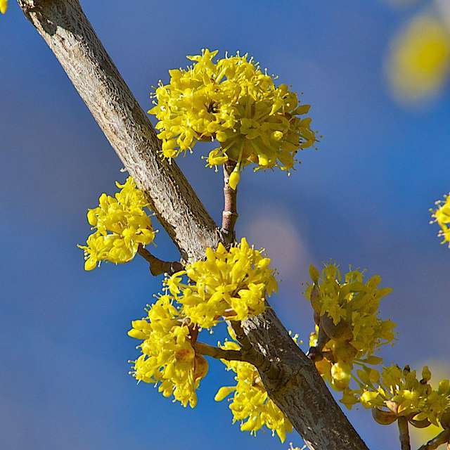 CORNUS mas