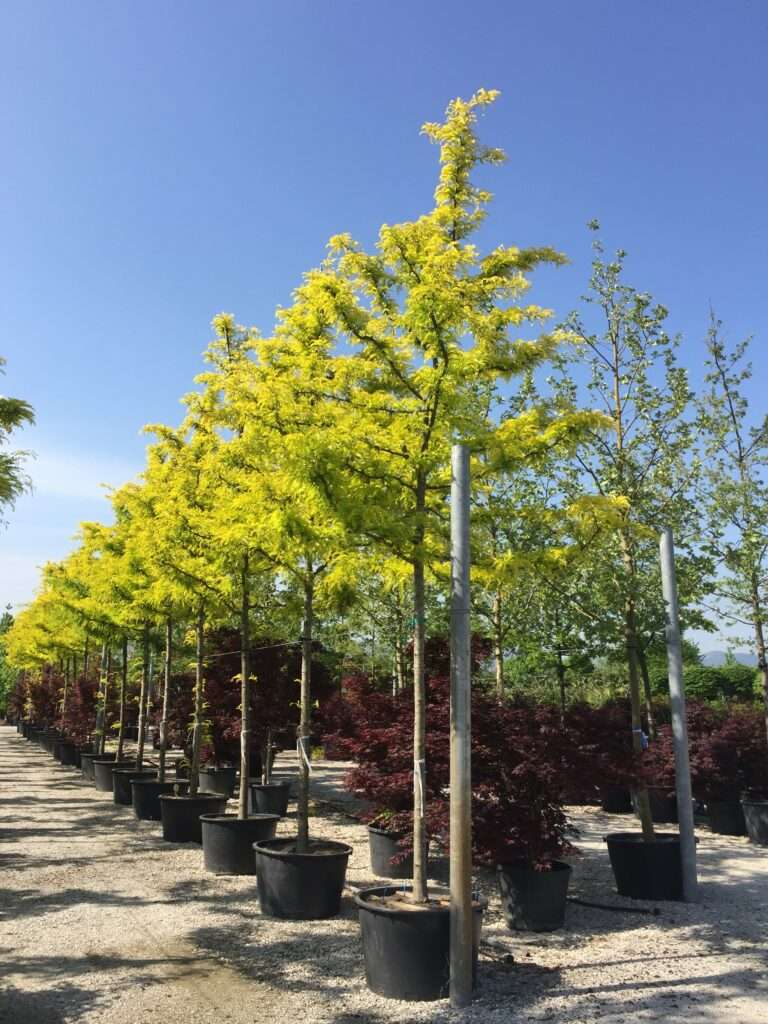 GLEDITSIA triacanthos 'Sunburst'