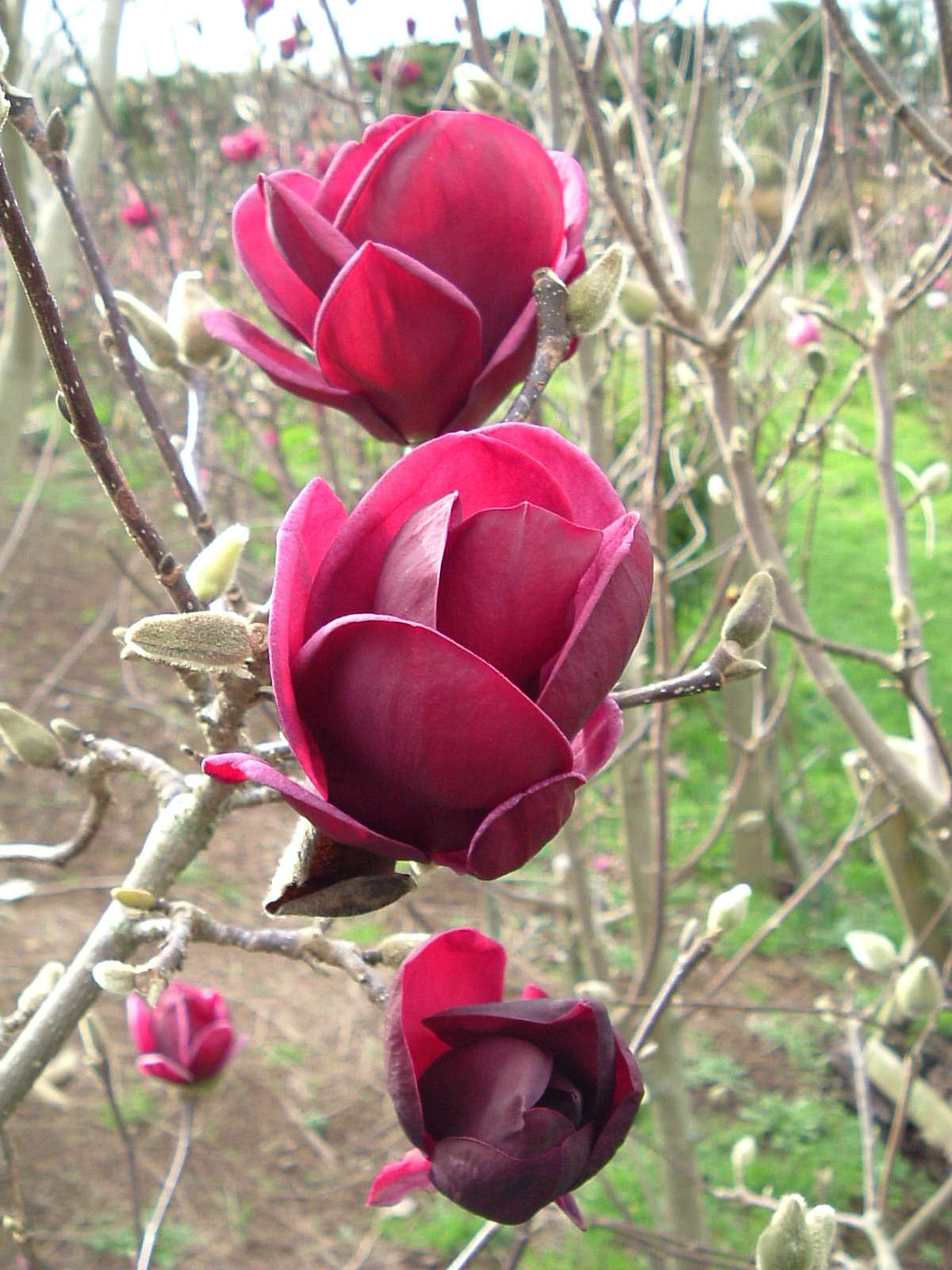 MAGNOLIA x 'Genie'