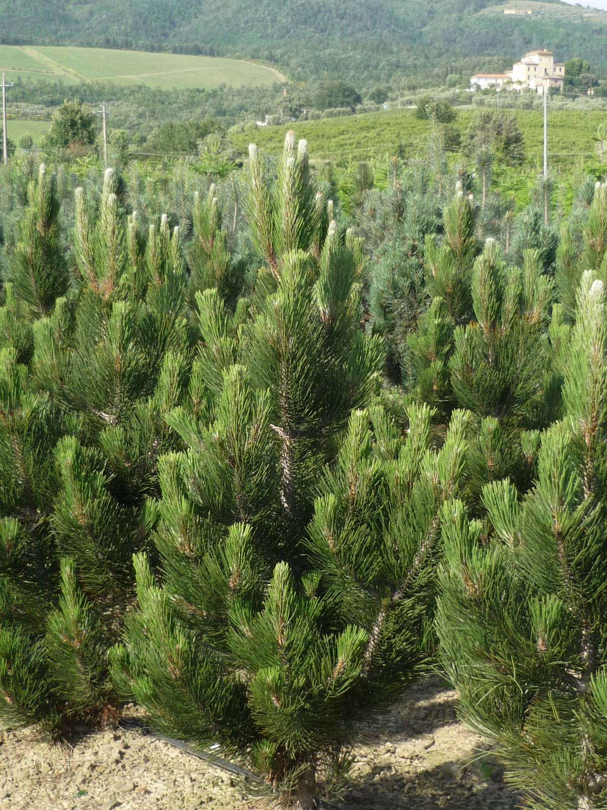PINUS leucodermis 'Satellit'