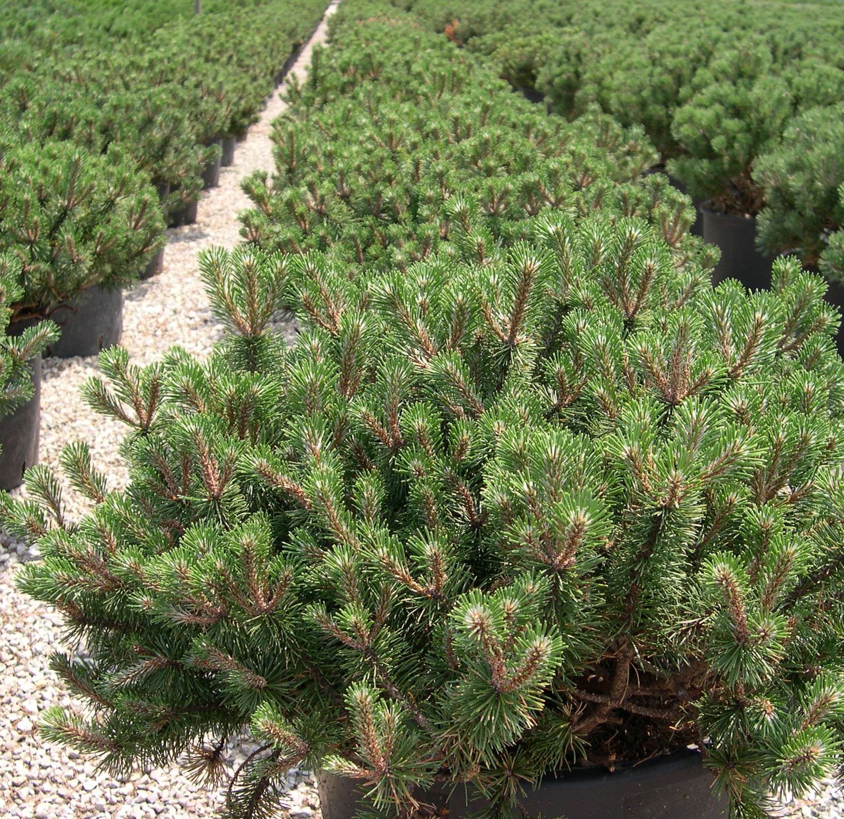PINUS mugo 'Humpy'