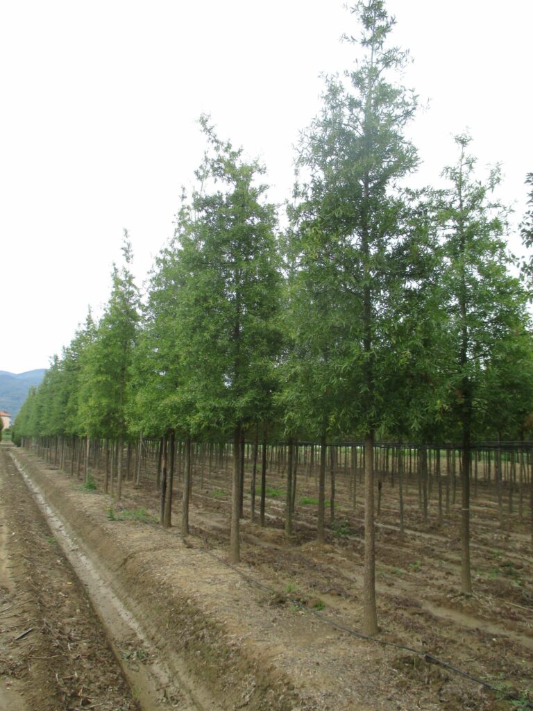 QUERCUS phellos