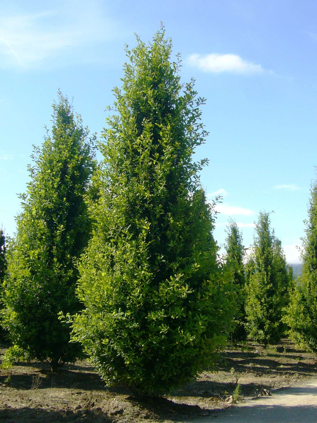 Quercus Robur Fastigiata Koster Grote Zuileiken Kopen? | Exclusief Bij