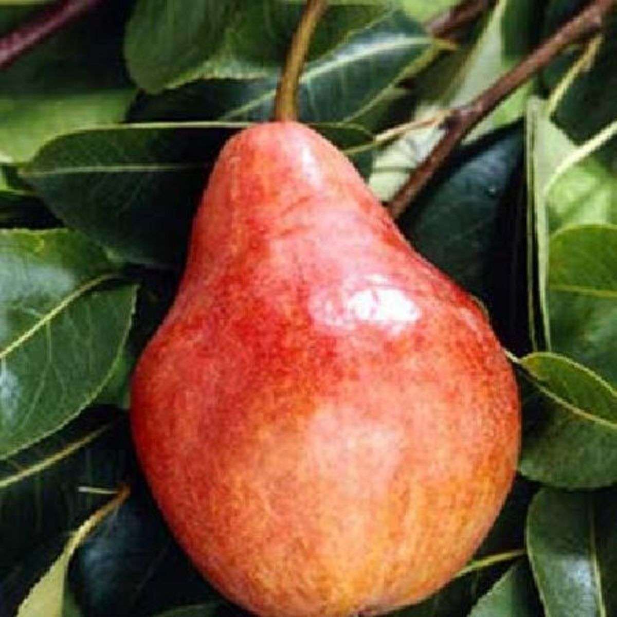 PYRUS COMMUNIS 'Williams Rouge'