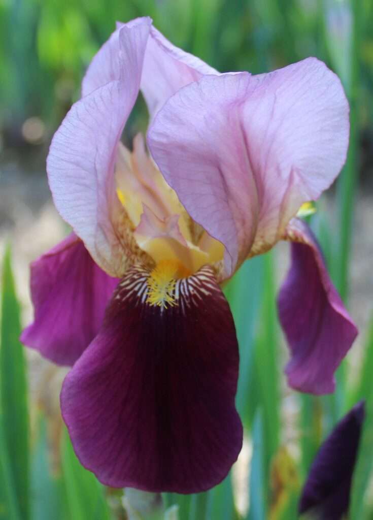 IRIS germanica 'Indian Chief
