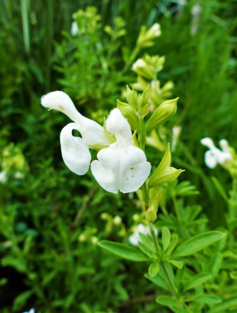 SALVIA greggii 'Alba'