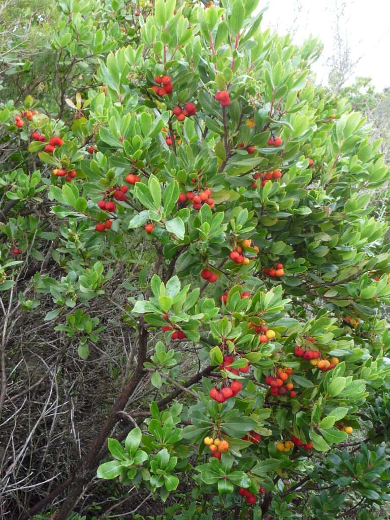 ARBUTUS unedo 'Compacta'