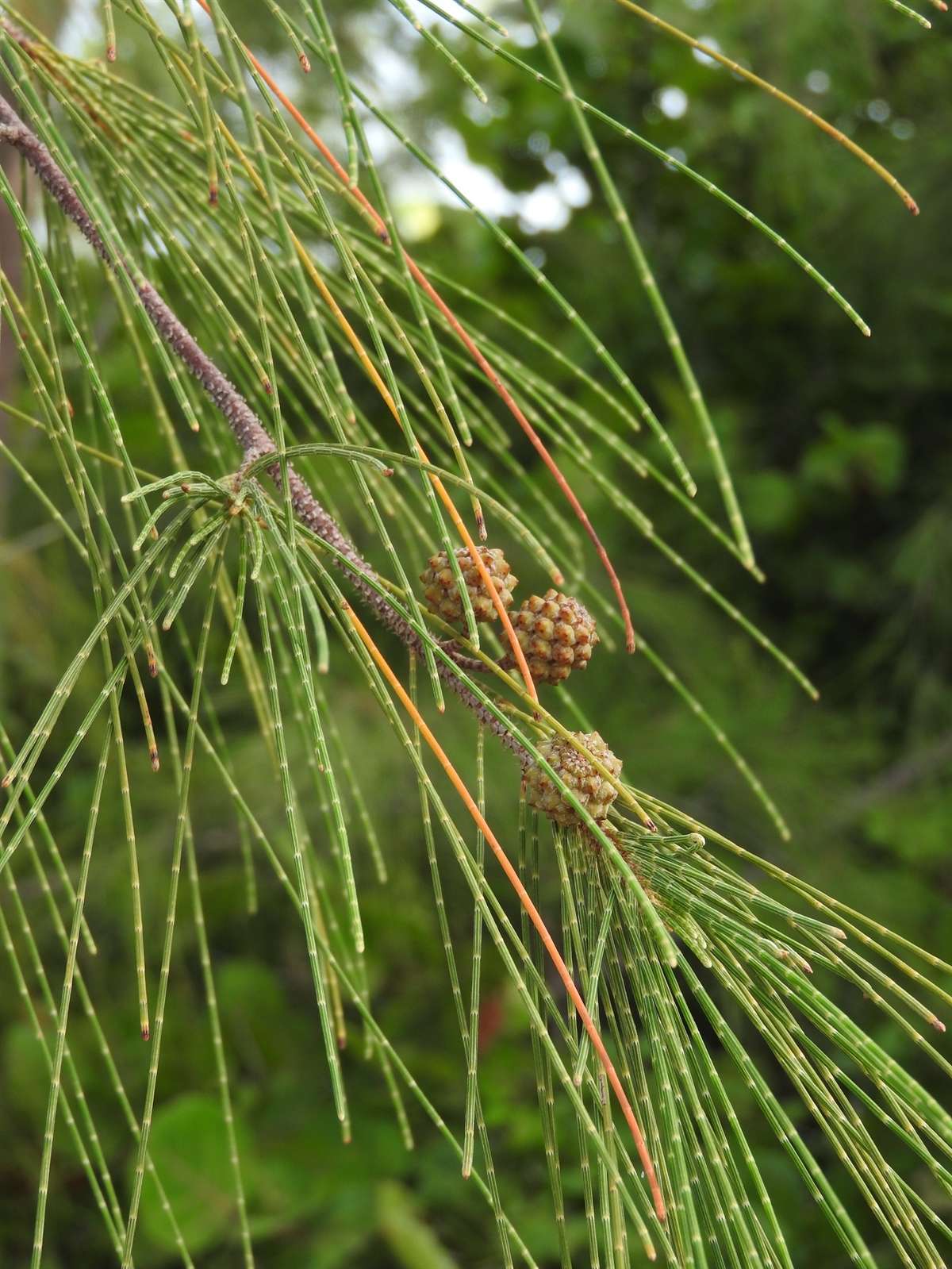 CASUARINA equisetifolia