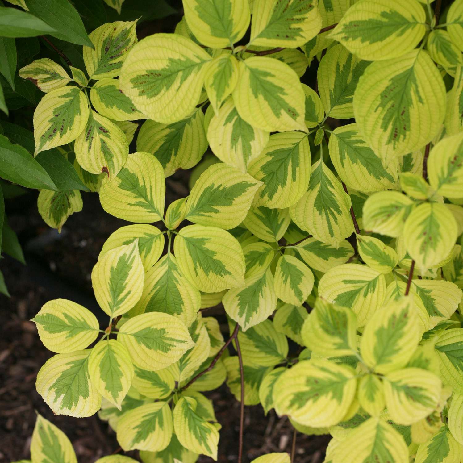 CORNUS alternifolia 'Golden Shadow'