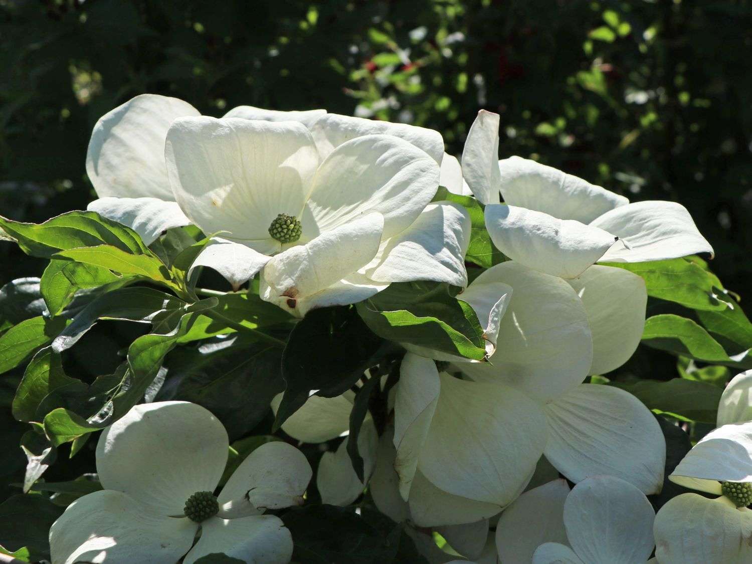 CORNUS kousa 'Venus'