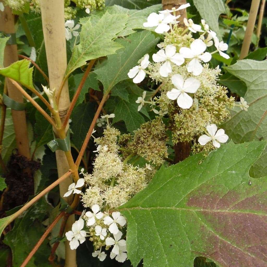 HYDRANGEA quercifolia 'Ice Crystal'