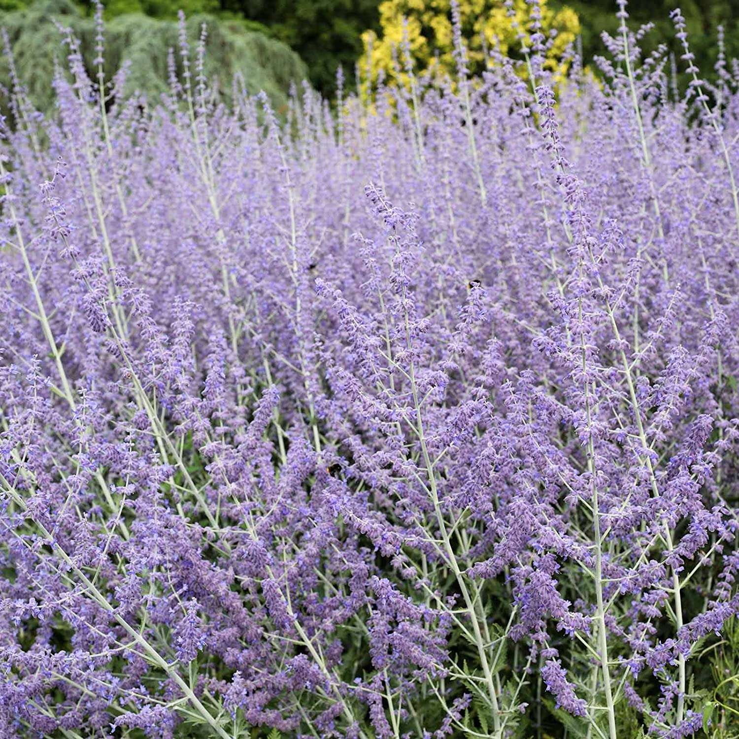 PEROVSKIA atriplicifolia 'Little Spire'