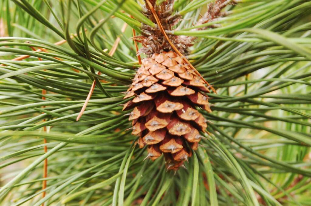 PINUS contorta