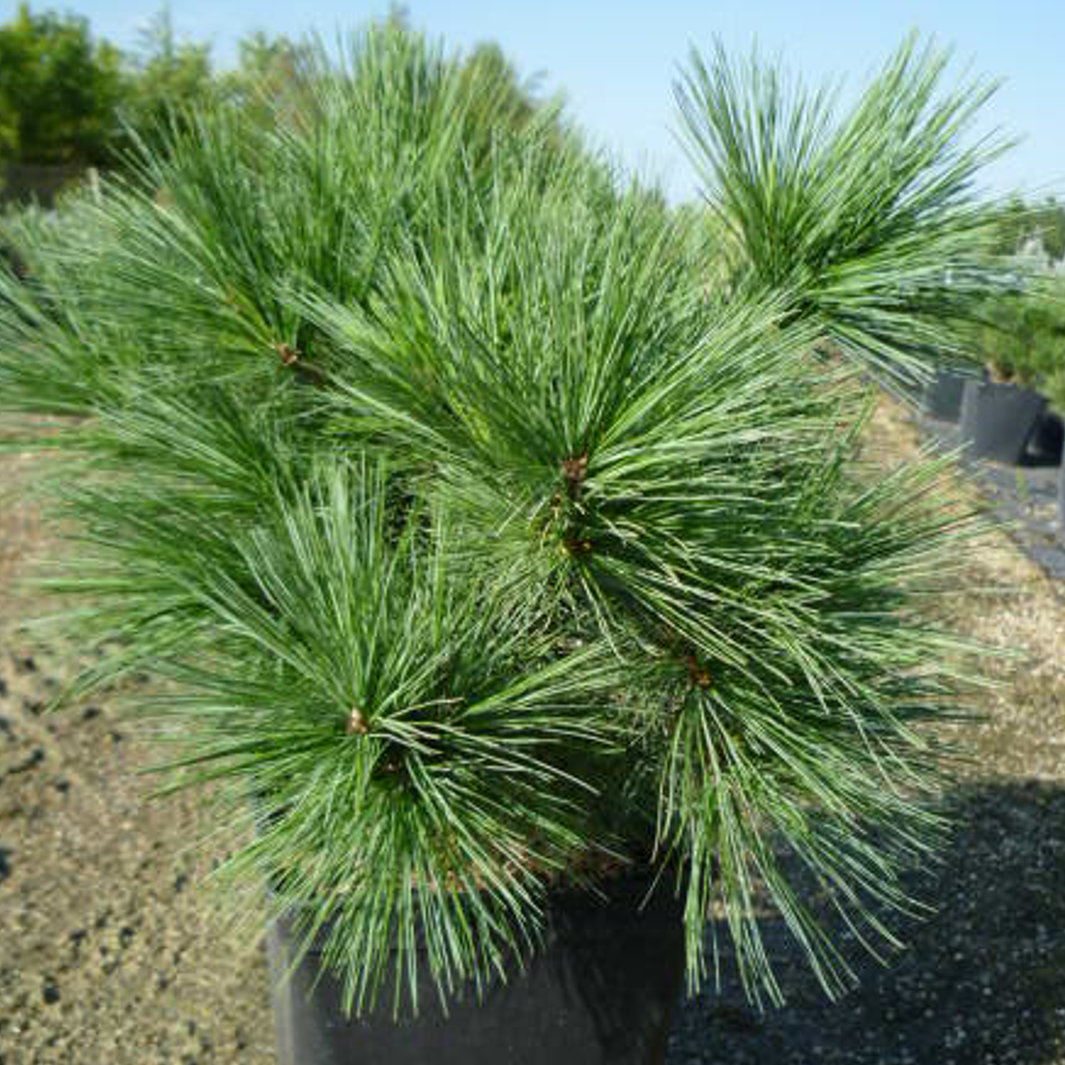 PINUS strobus 'Minima'