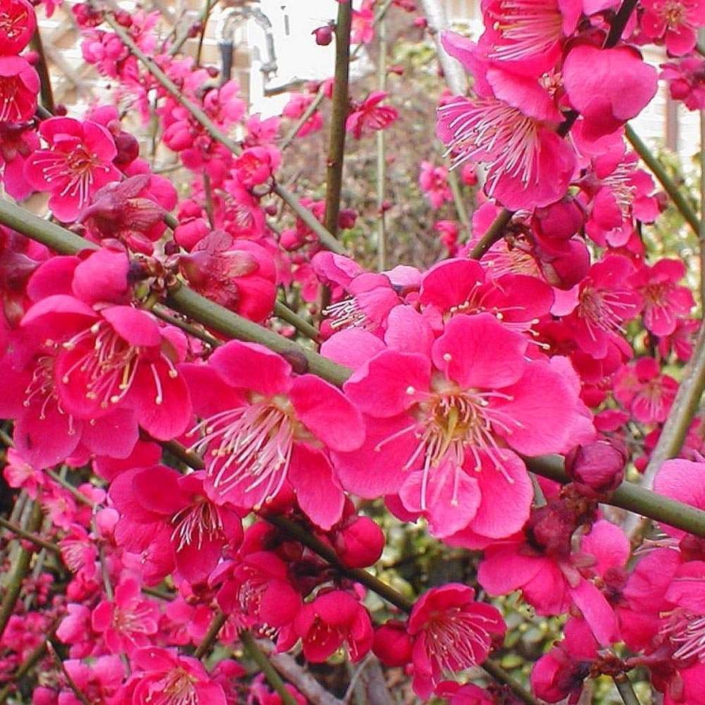 PRUNUS mume 'Beni Chidori'